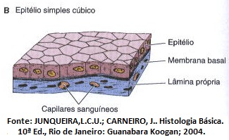 Epitelial :: Biologiaehvida